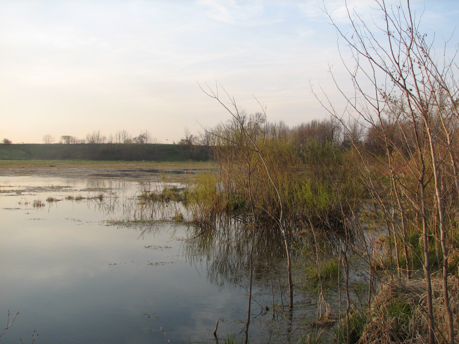 swamp - Wisconsin Waterfowl Association