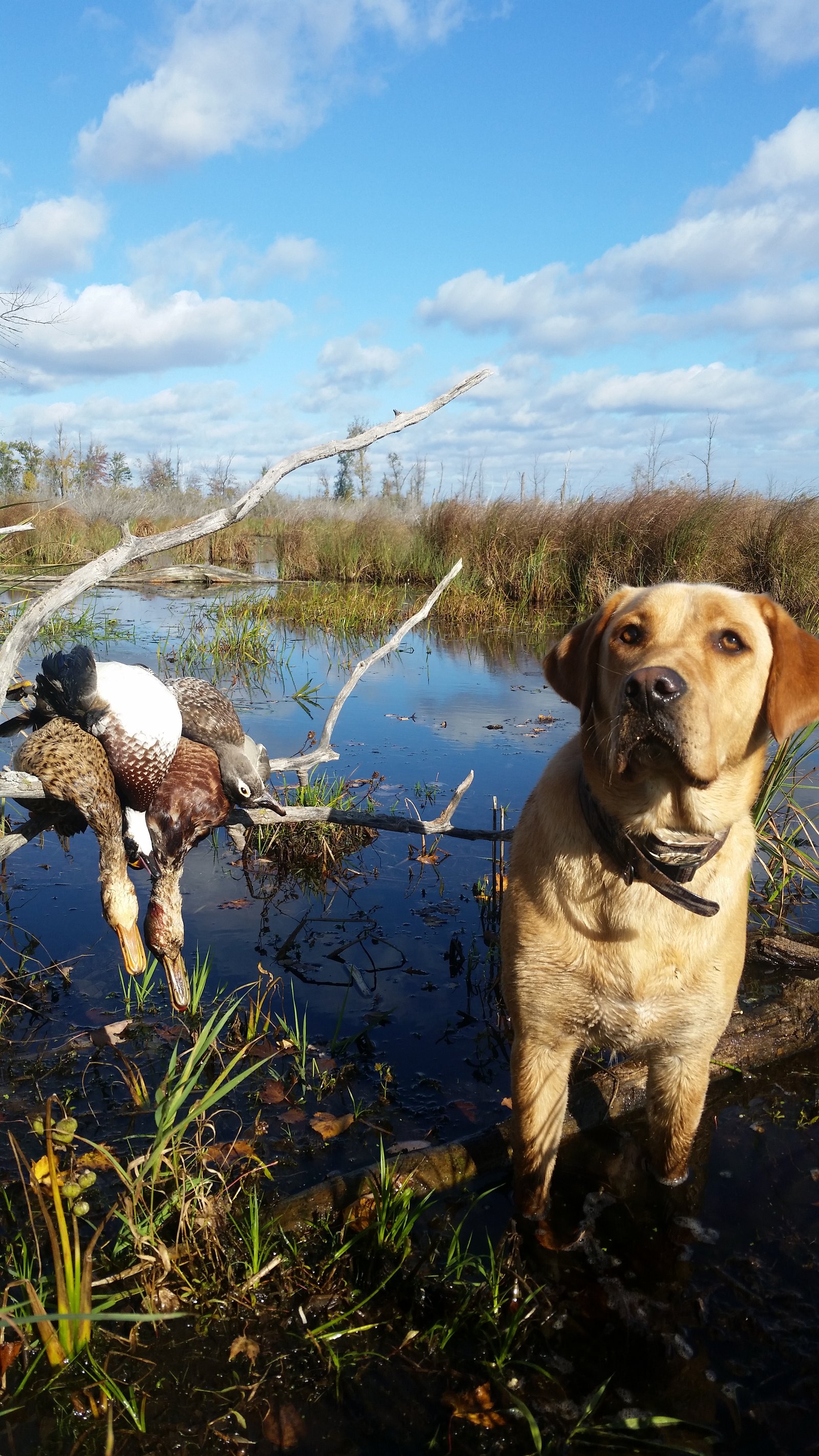 20161008_100825 - Wisconsin Waterfowl Association