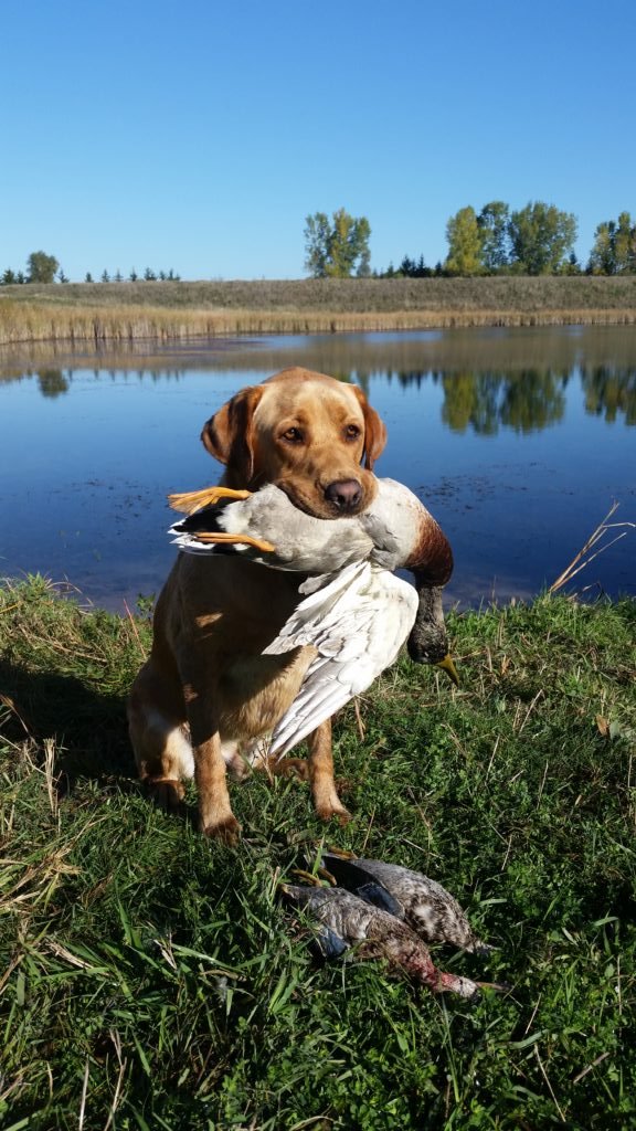 20171008_094733 - Wisconsin Waterfowl Association