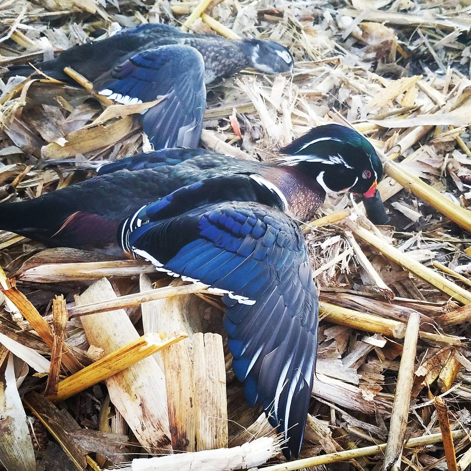 IMG_20161106_135154 - Wisconsin Waterfowl Association