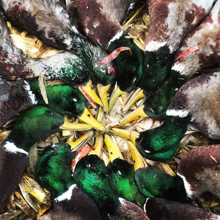 image2 - Wisconsin Waterfowl Association