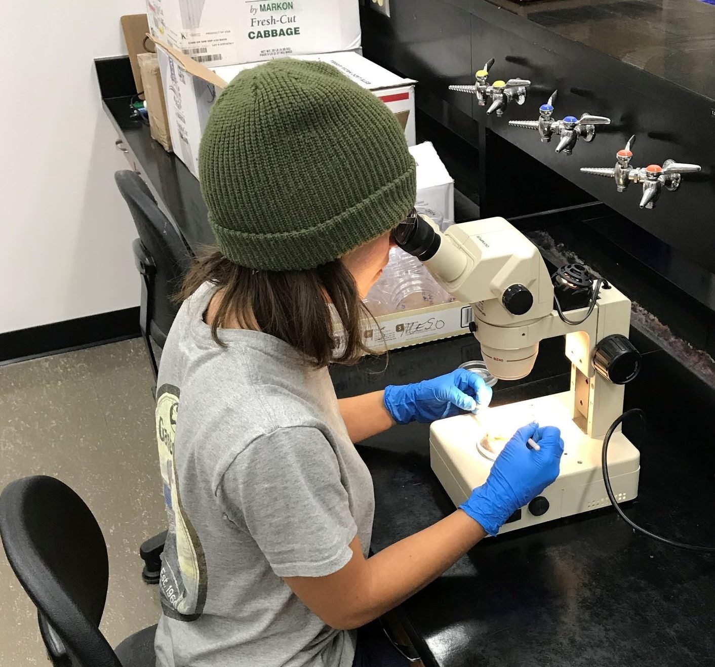 Update: Of Waterfowl and Parasites - Wisconsin Waterfowl Association