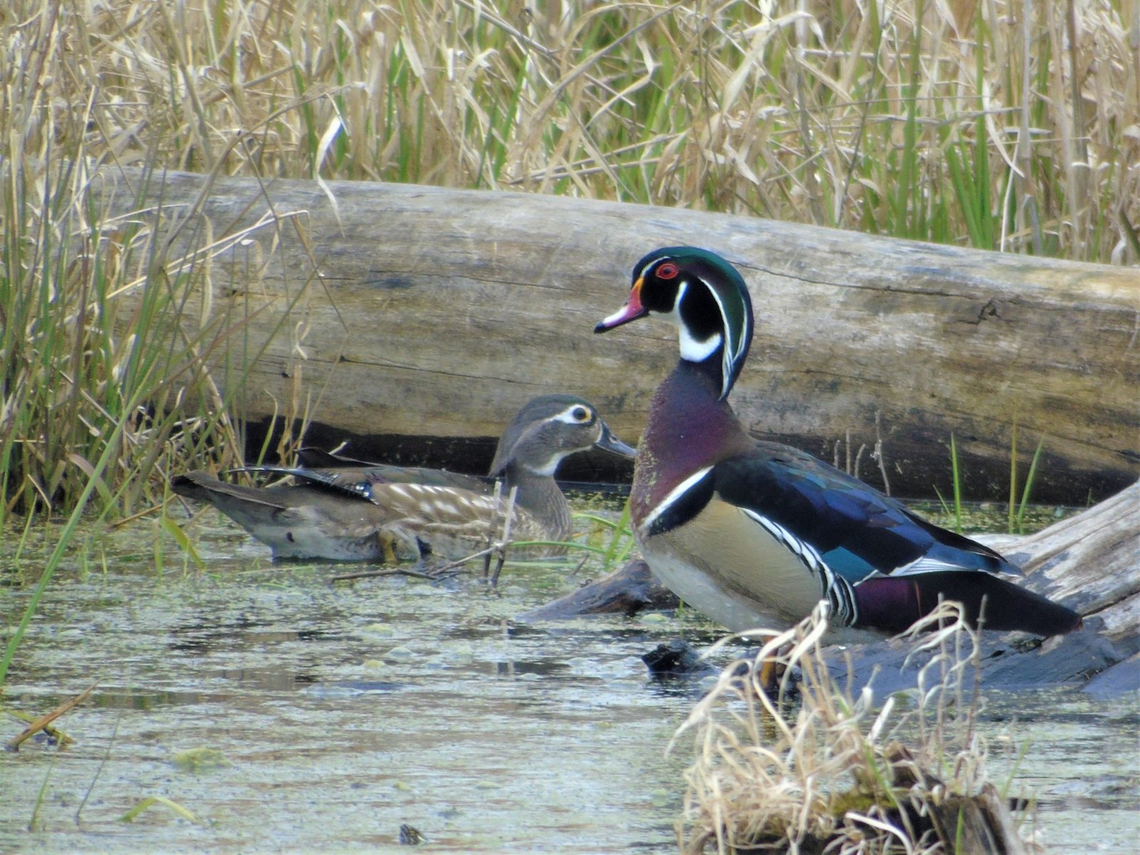 Less Than Seven Ducks - Wisconsin Waterfowl Association