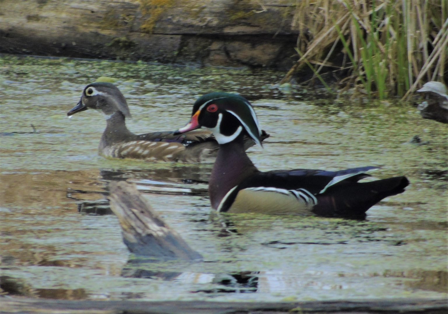 Wood Duck Jump Day - Wisconsin Waterfowl Association