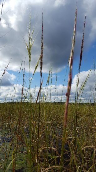 Waterfowl Hunters and Wild Rice - Wisconsin Waterfowl Association