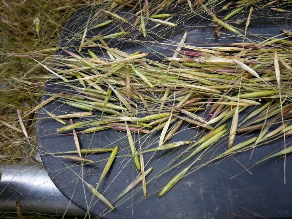 Waterfowl Hunters and Wild Rice - Wisconsin Waterfowl Association