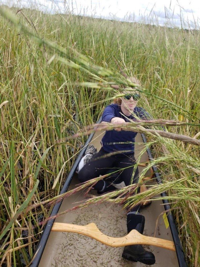 Waterfowl Hunters and Wild Rice - Wisconsin Waterfowl Association