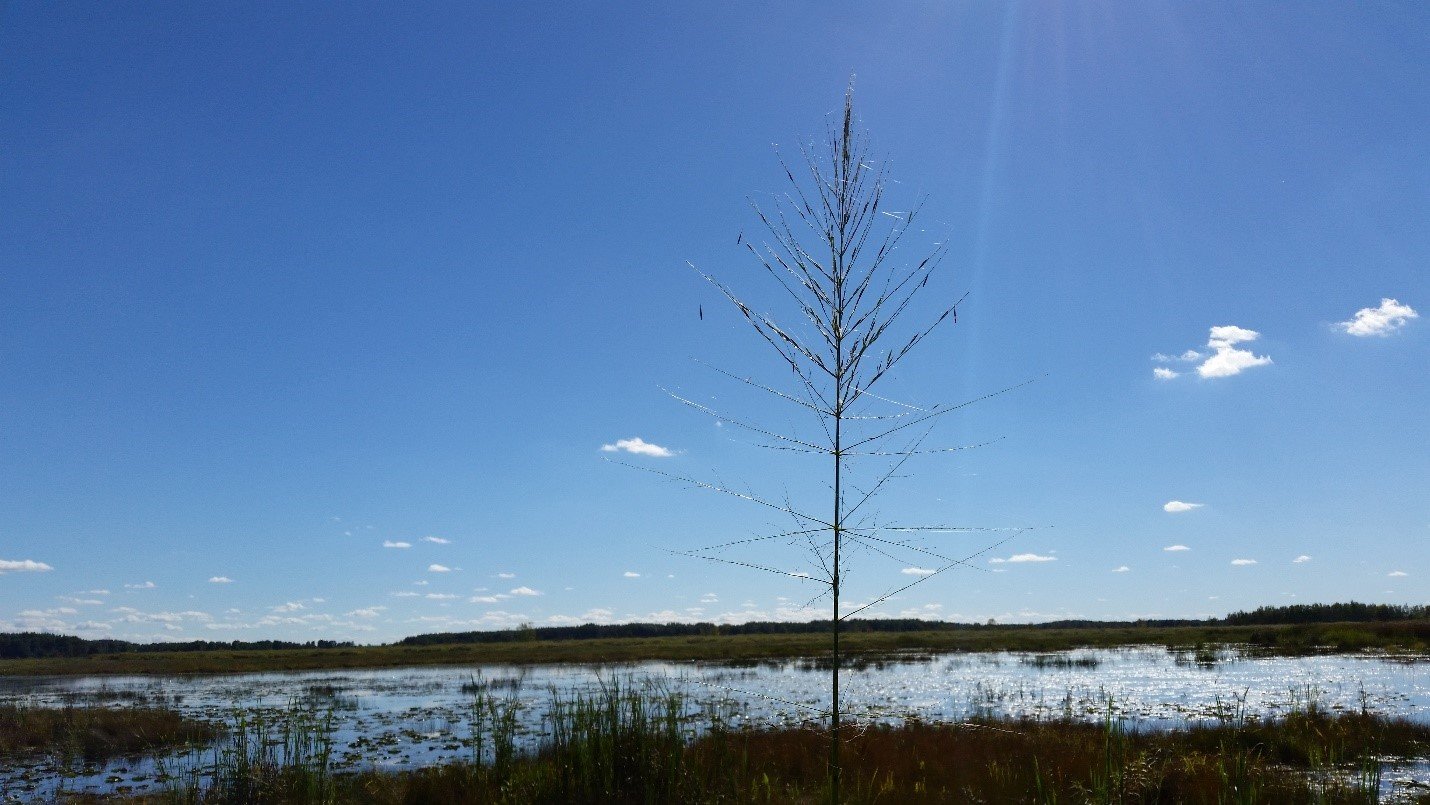 Waterfowl Hunters and Wild Rice - Wisconsin Waterfowl Association