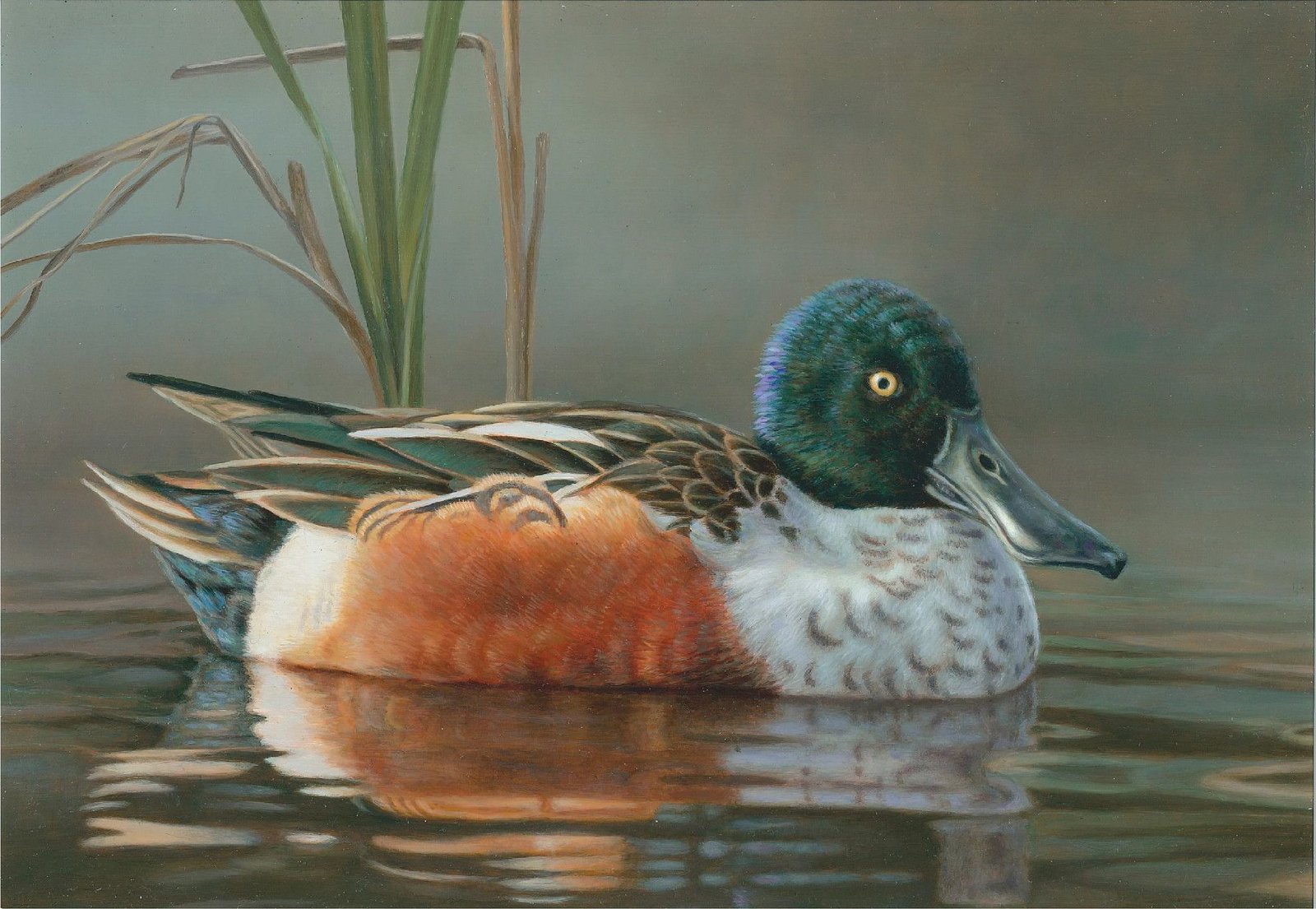 2022 Wisconsin Stamp Design Contest Held at Waterfowl Hunters Expo ...