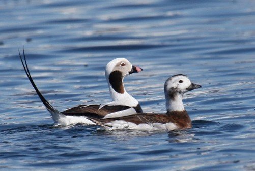 Longer Duck Seasons In The Big Water - Wisconsin Waterfowl Association