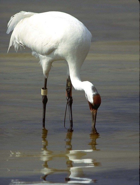 Whooping crane - Wisconsin Waterfowl Association