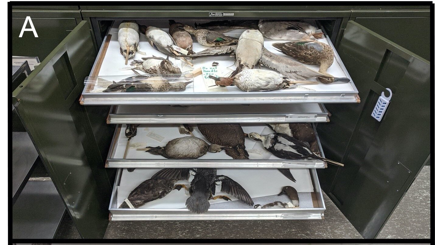 Figure 1A - Wisconsin Waterfowl Association