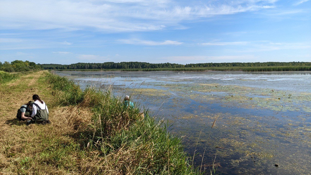 Mead Wildlife Area Waterfowl Parasite Research – Request for ...