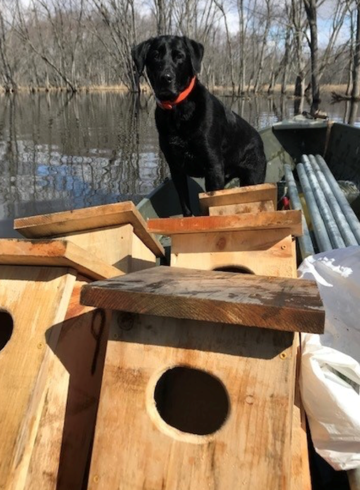 Dog with wood duck box - Wisconsin Waterfowl Association