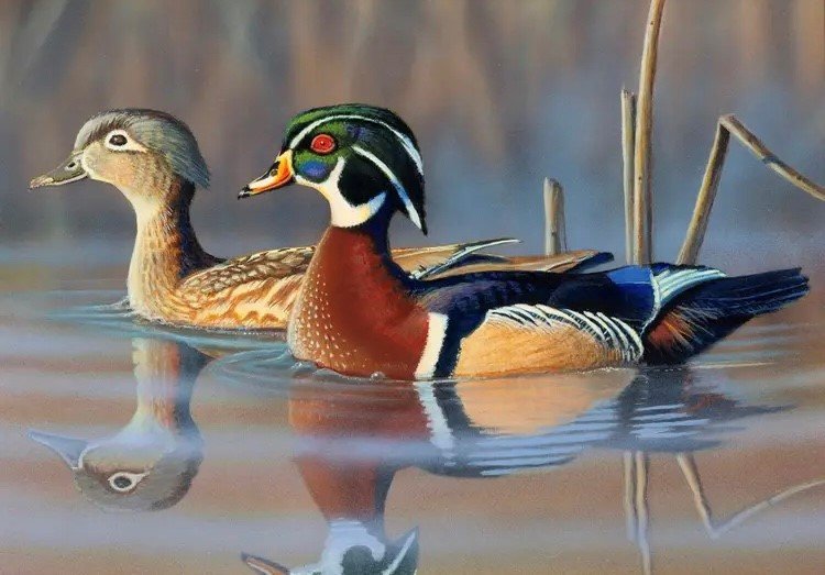 Your 2025 Wisconsin Duck Stamp - Wisconsin Waterfowl Association